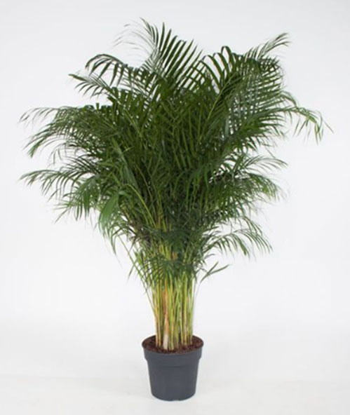 Dypsis Lutescens DYPSIS LUTESCENS ARECA PALM GOLDEN CANE PALM