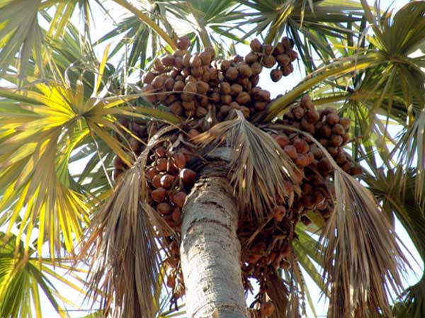 Hyphaene Palm – NBATAT
