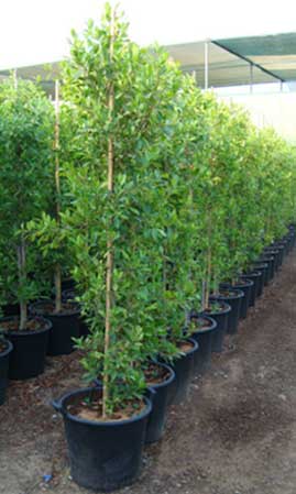 الفيكس العادي – نباتات