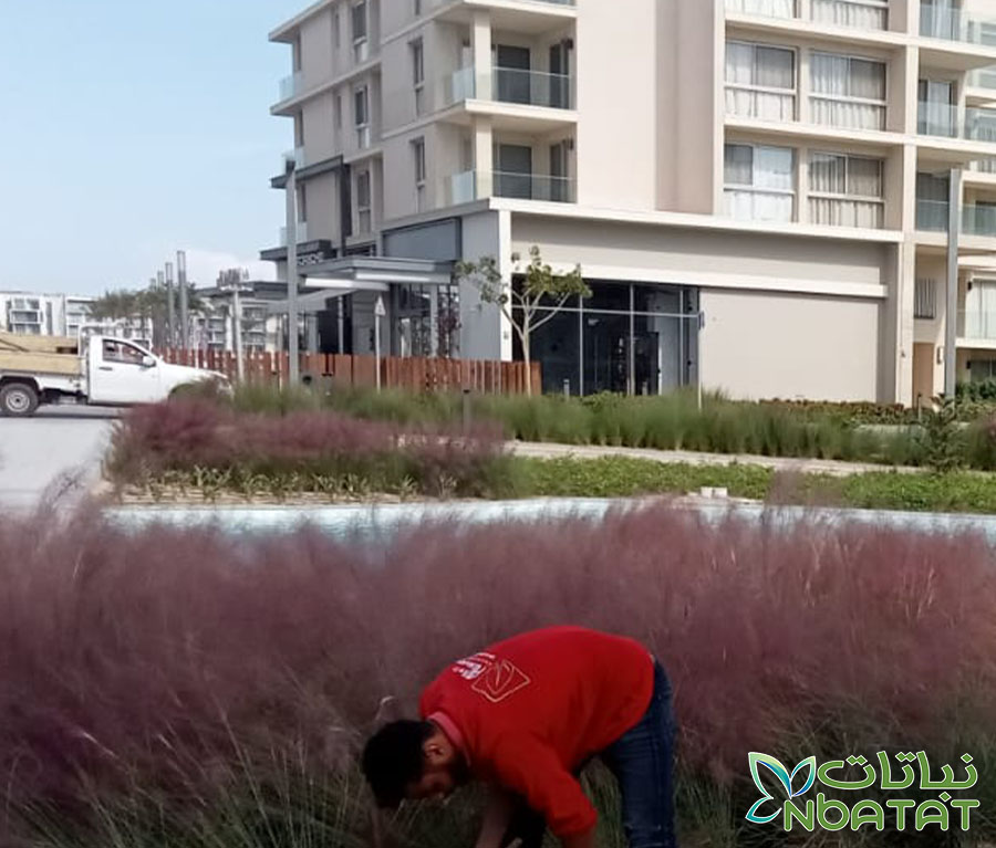 Planting molly grass – NBATAT