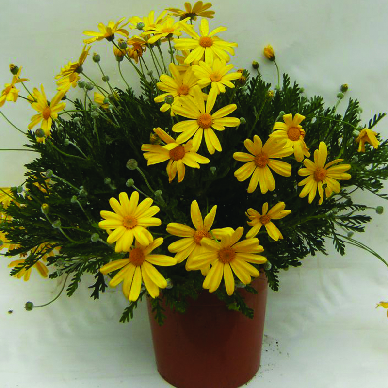 Euryops Pectinatus – NBATAT