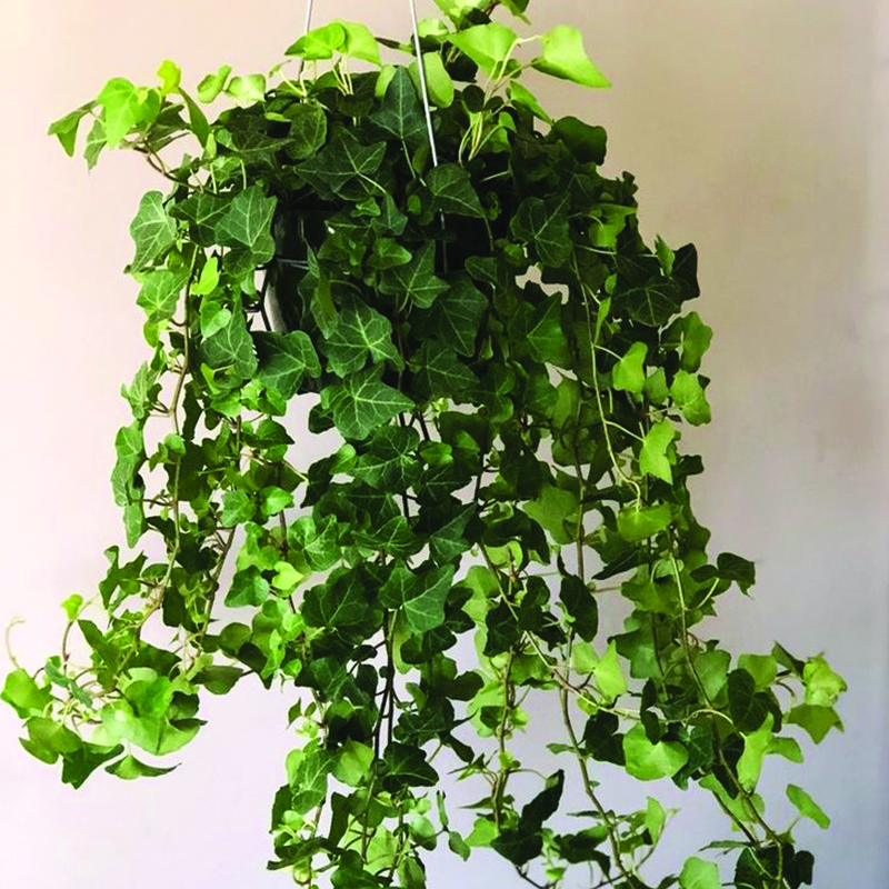 Hedera Helix – NBATAT