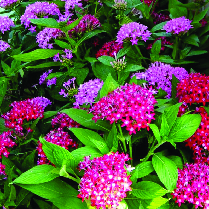 Pentas Lanceolata – NBATAT